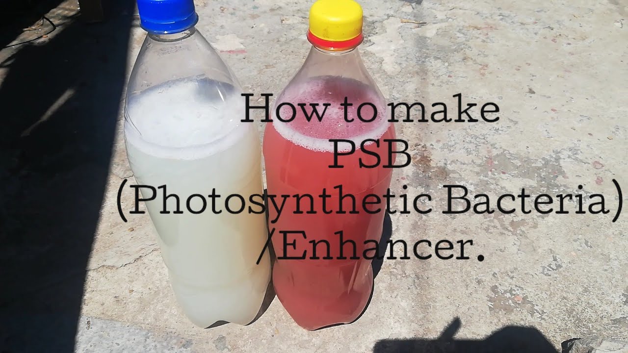 How to make PSB(Photosynthetic Bacteria)/Enhancer - Vitamin Rush