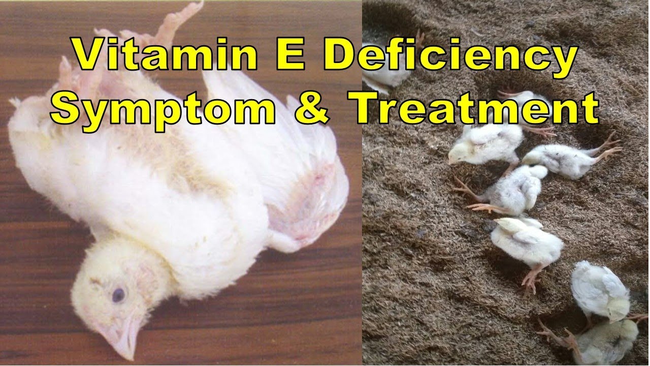 Vitamin E Deficiency Symptoms and Treatment - Vitamin Rush