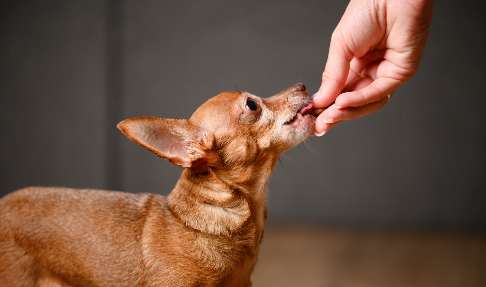 6 Best Dog Calming Treats and Supplements of 2025 - Vitamin Rush
